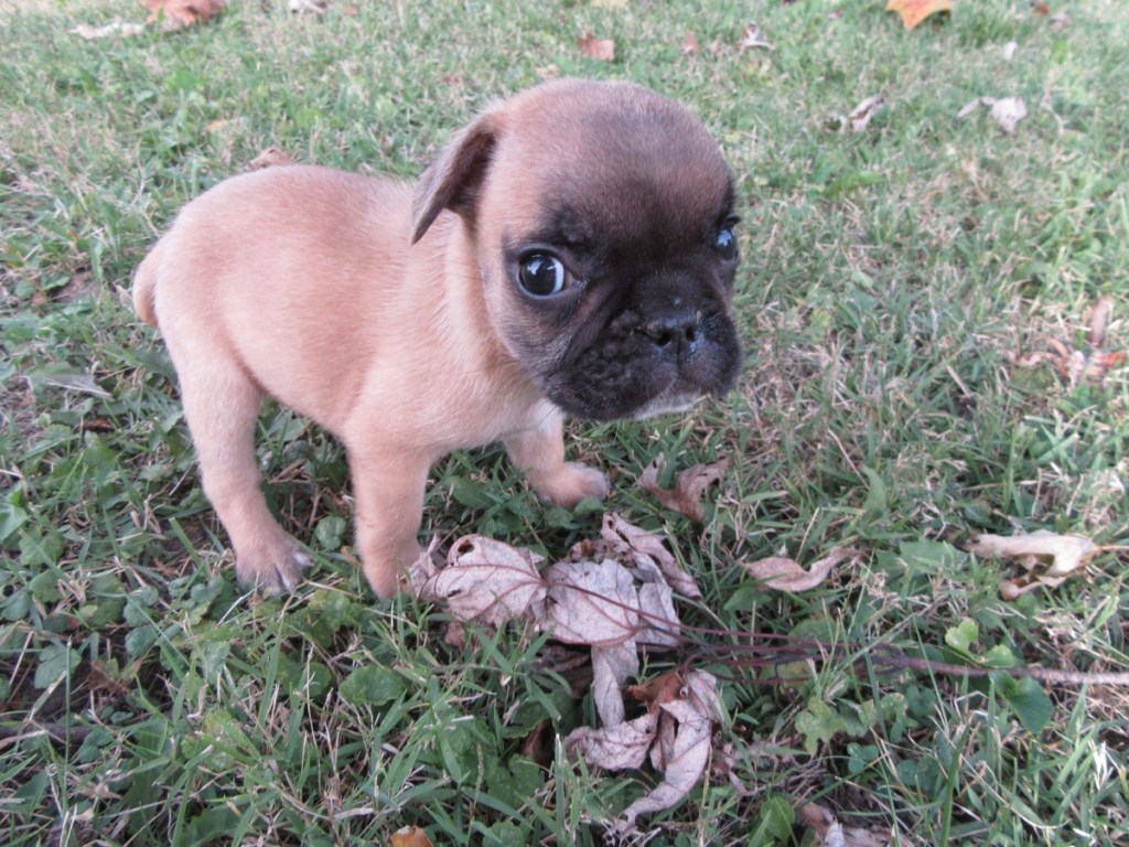 Frenchie Pug Puppies for Sale | Midwest - Frenchie-Pugs