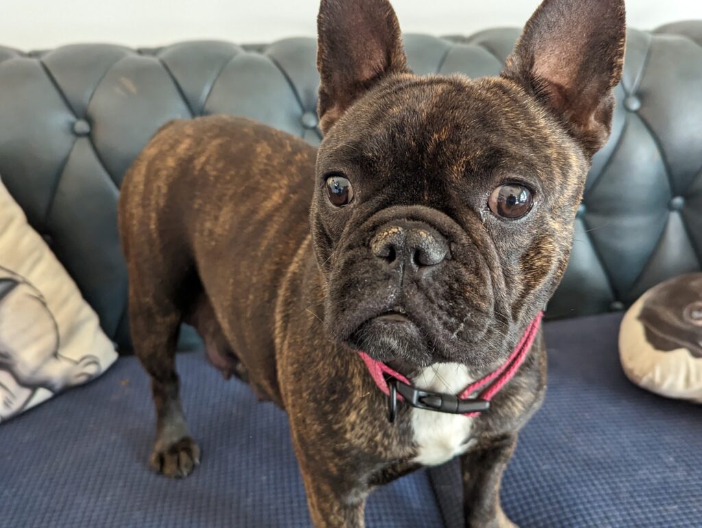French Bulldog | Kansas - Frenchie-Pugs