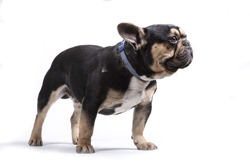 French Bulldog | Kansas - Frenchie-Pugs