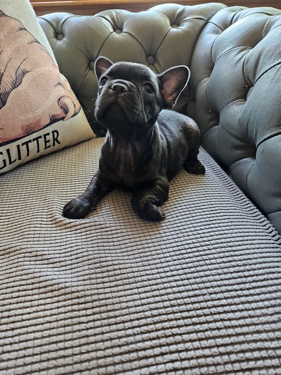 French Bulldog | Kansas - Frenchie-Pugs