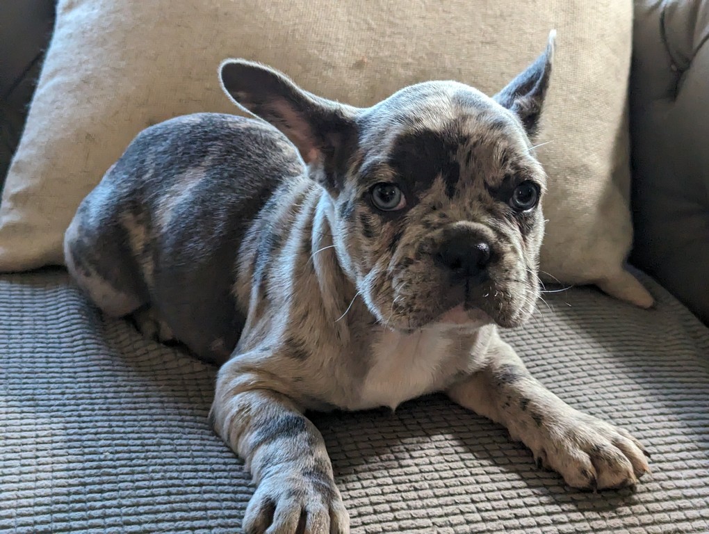 French Bulldog | Kansas - Frenchie-Pugs