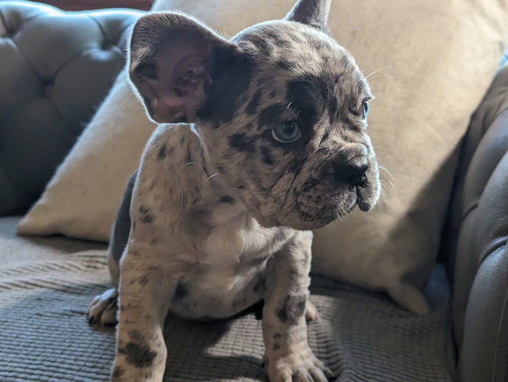 French Bulldog | Kansas - Frenchie-Pugs