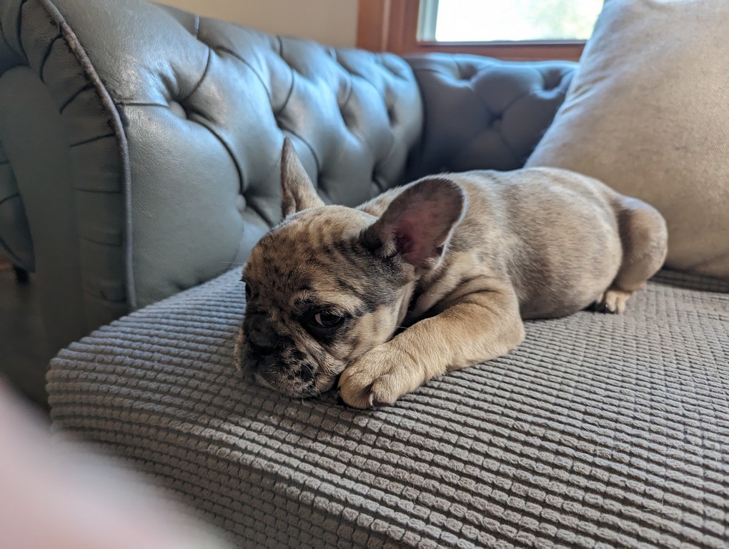 French Bulldog | Kansas - Frenchie-Pugs