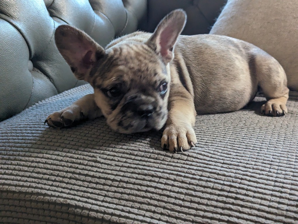 French Bulldog | Kansas - Frenchie-Pugs