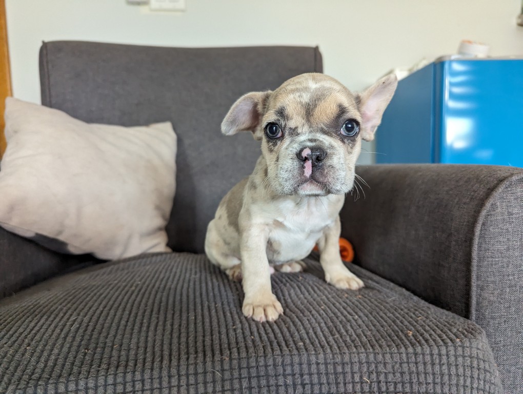 French Bulldog | Kansas - Frenchie-Pugs