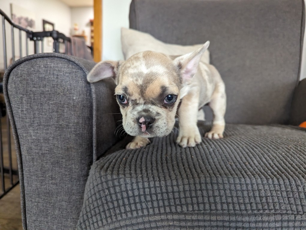 French Bulldog | Kansas - Frenchie-Pugs