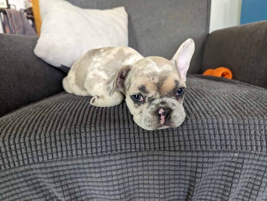 French Bulldog | Kansas - Frenchie-Pugs