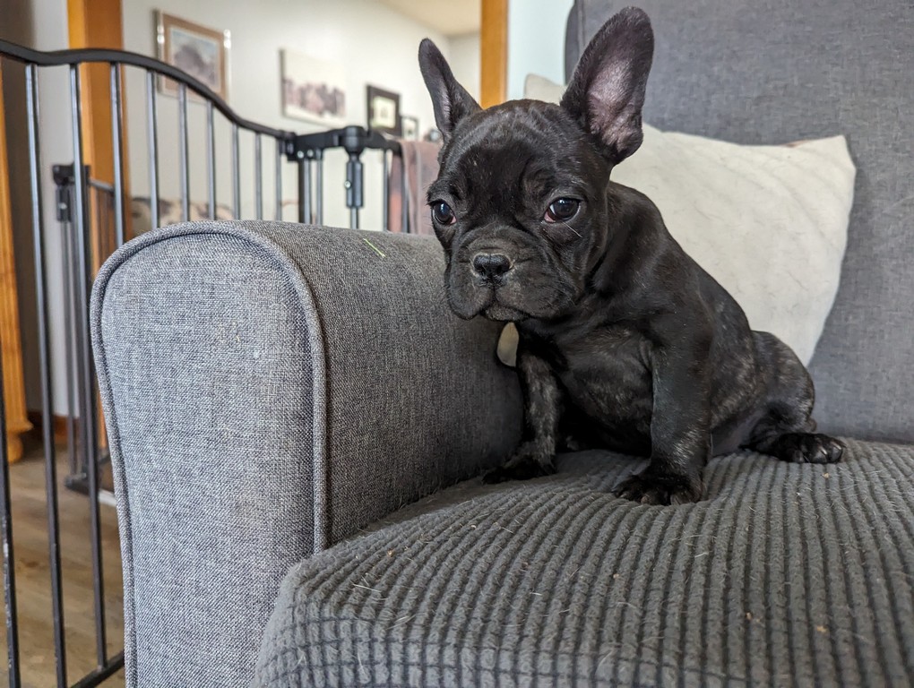 French Bulldog | Kansas - Frenchie-Pugs