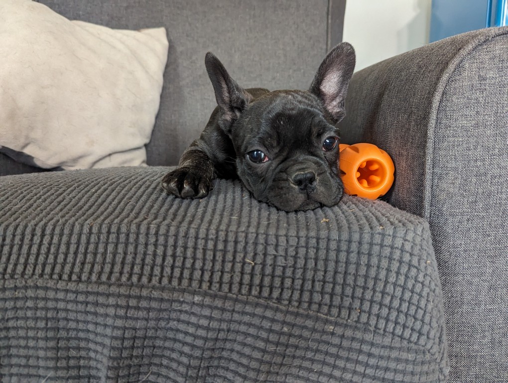 French Bulldog | Kansas - Frenchie-Pugs