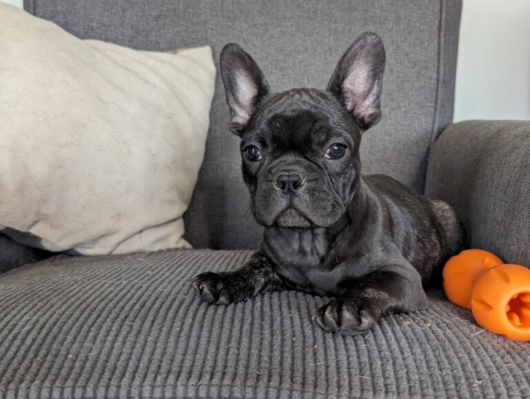 French Bulldog | Kansas - Frenchie-Pugs