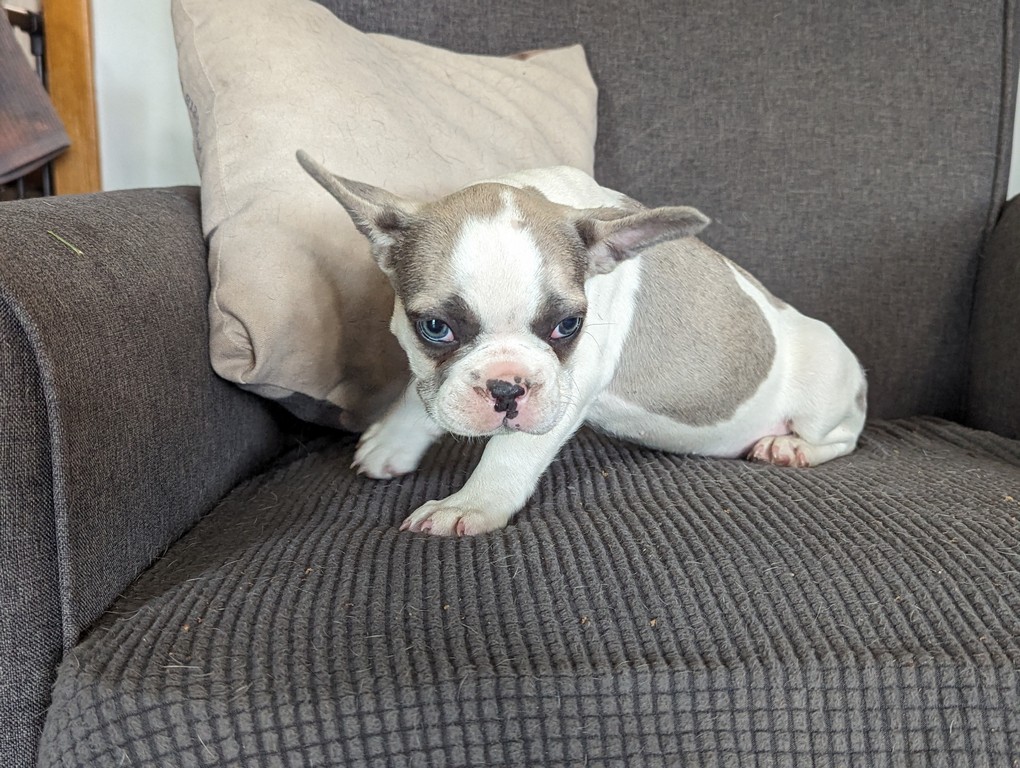 French Bulldog | Kansas - Frenchie-Pugs