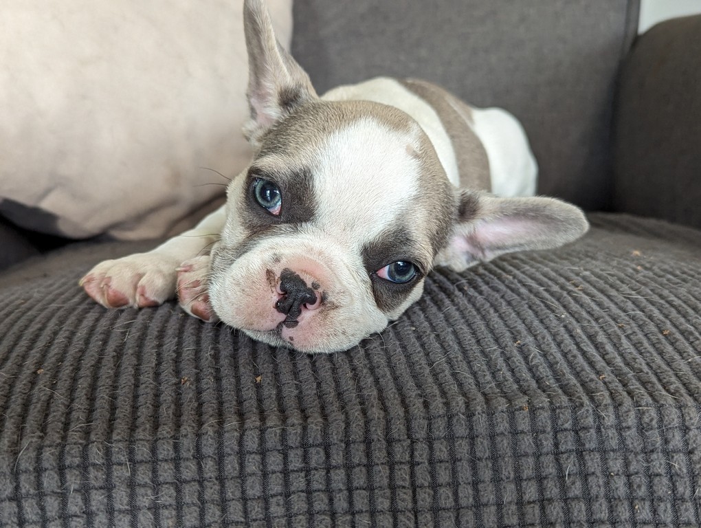 French Bulldog | Kansas - Frenchie-Pugs