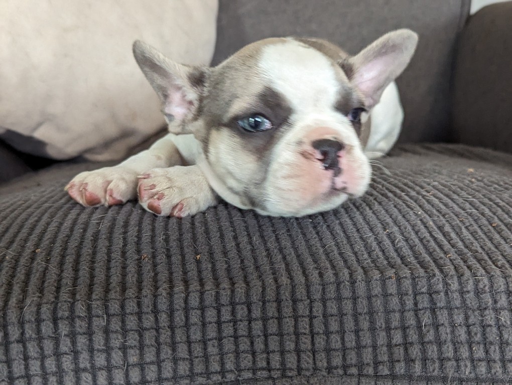 French Bulldog | Kansas - Frenchie-Pugs