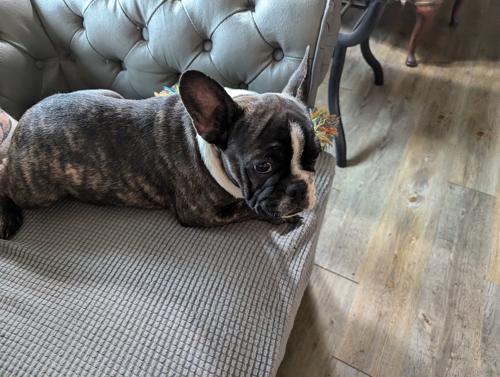 French Bulldog | Kansas - Frenchie-Pugs