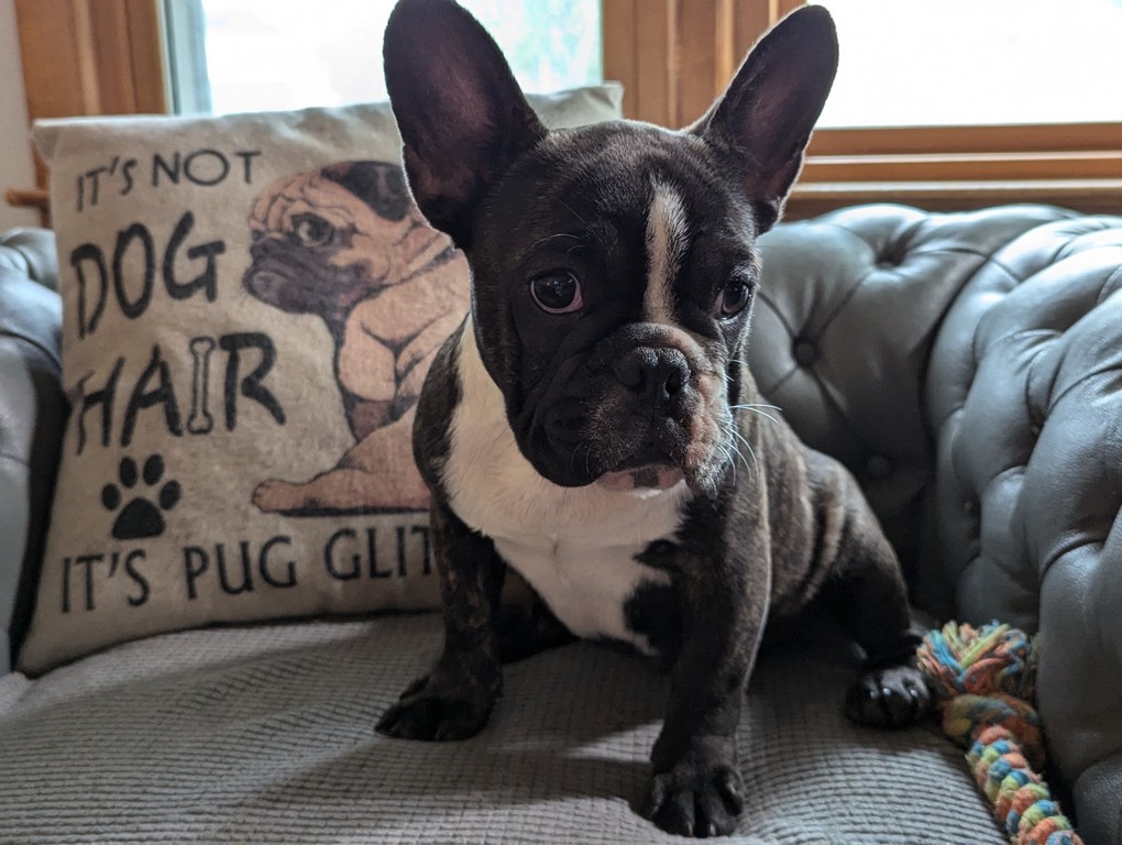 French Bulldog | Kansas - Frenchie-Pugs